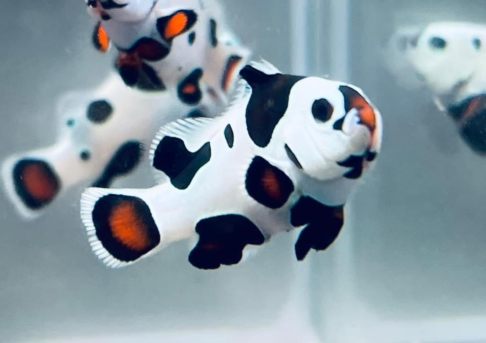 clownfish breeding chart